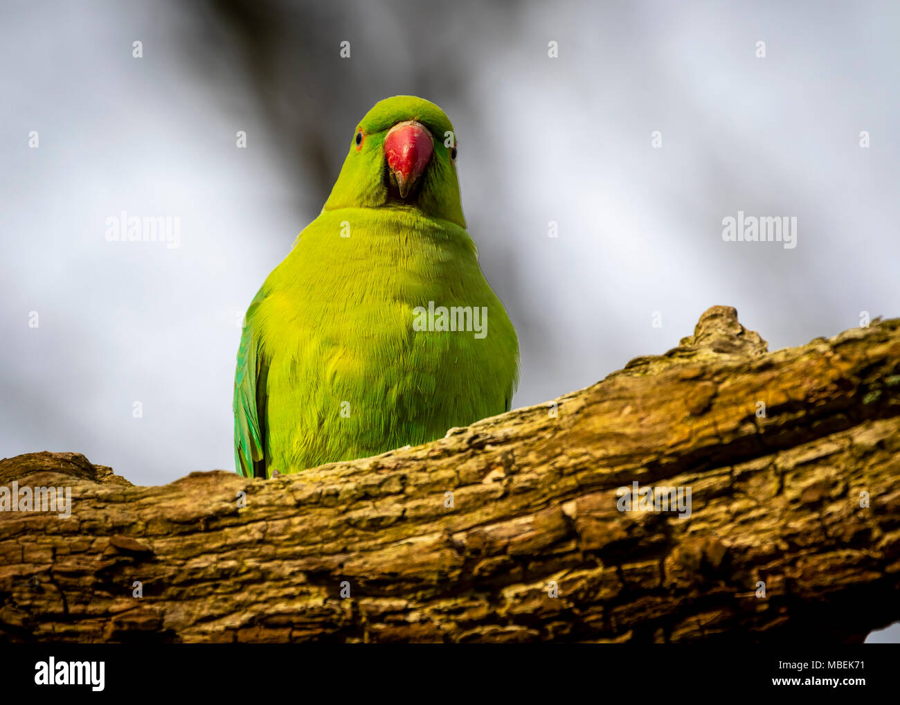 Indian ring neck green parakeet hi-res stock photography and images - Alamy