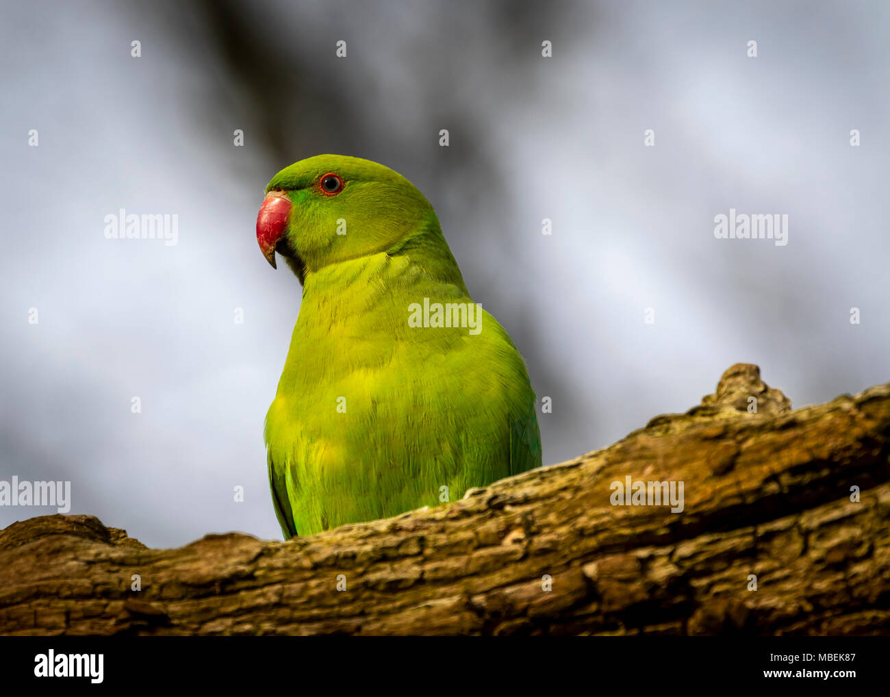 Indian ring neck hi-res stock photography and images - Alamy