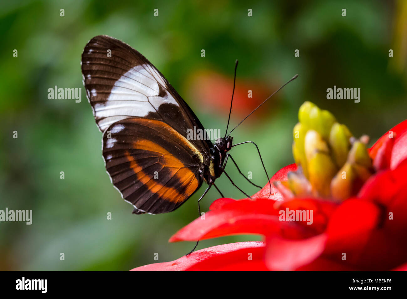 Tropical queen butterfly hi-res stock photography and images - Alamy