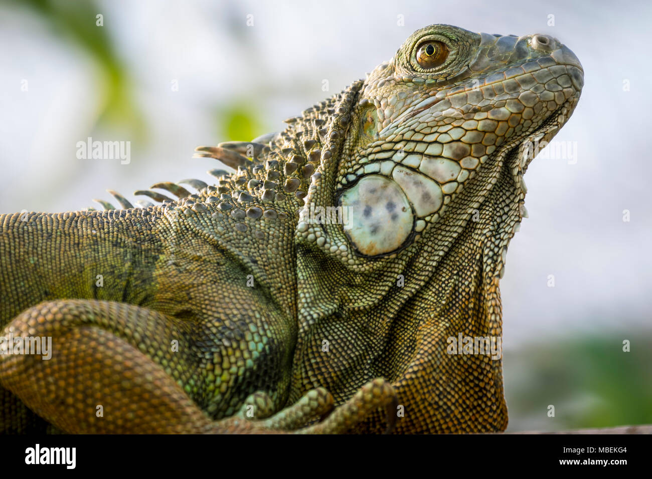 Slit open hi-res stock photography and images - Alamy