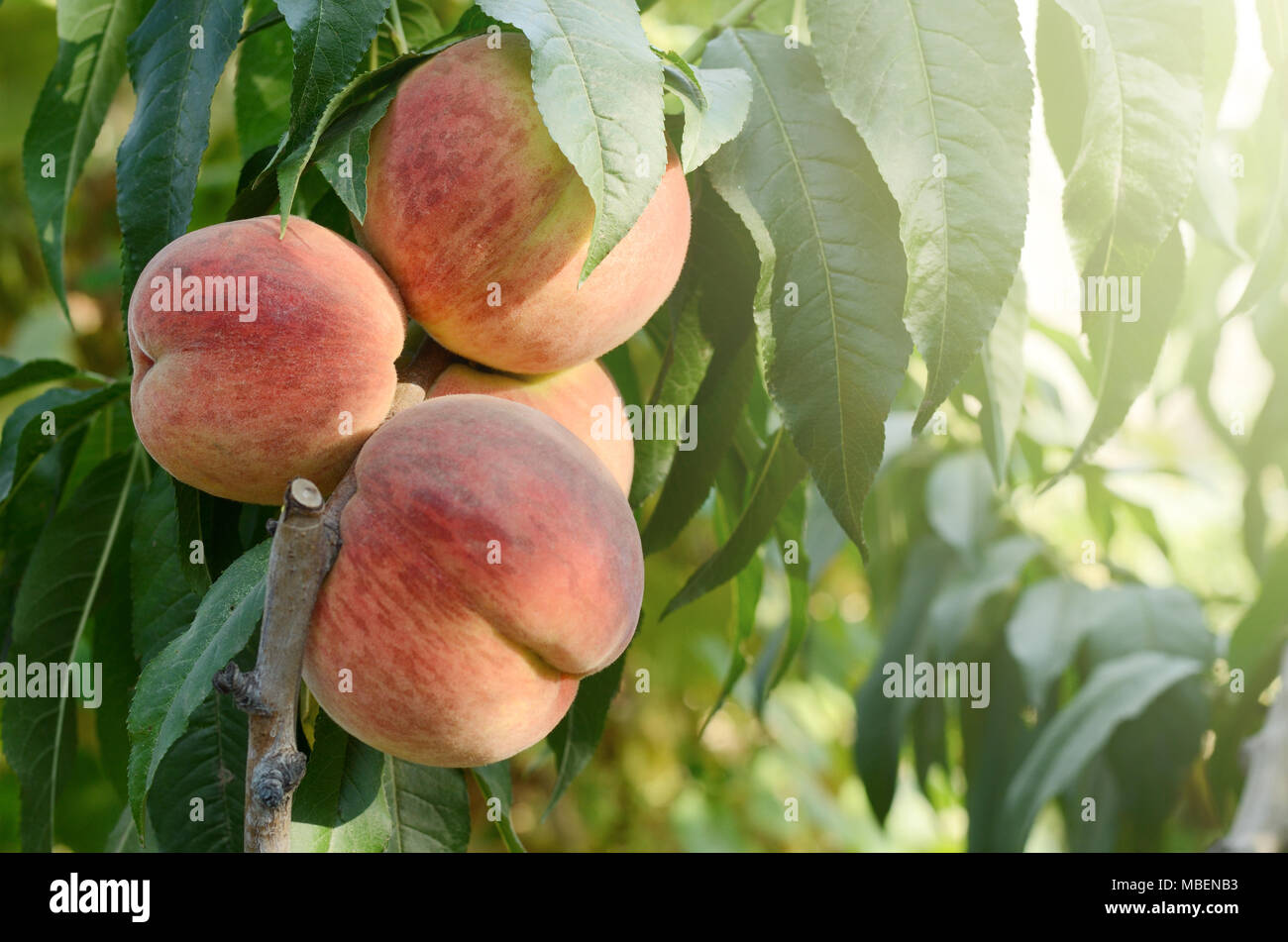 Peach tree hi-res stock photography and images - Alamy