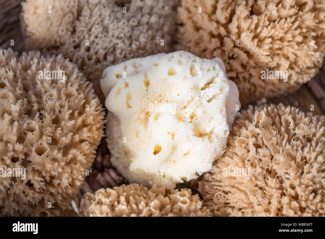 Sponges in a basket, diverse colors, Mediterranean sea, Greece Stock ...