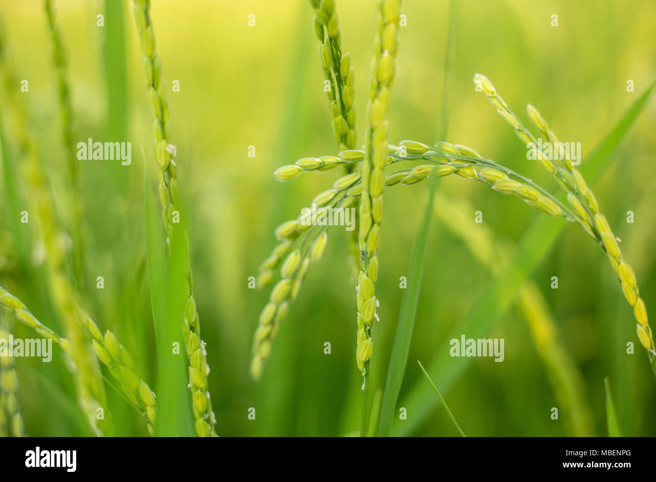 Green Rice Paddy Fields Stock Photo - Alamy