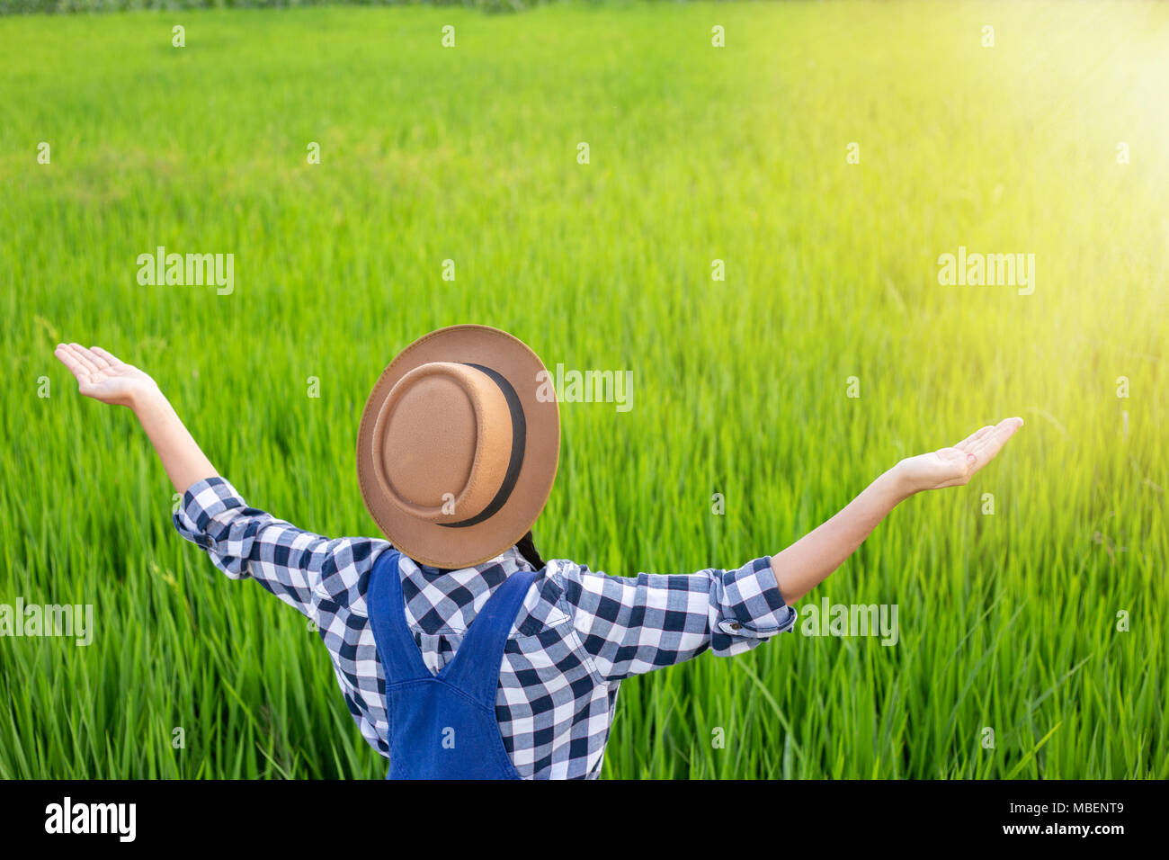 farmer extend the arms in rice Fields Stock Photo - Alamy