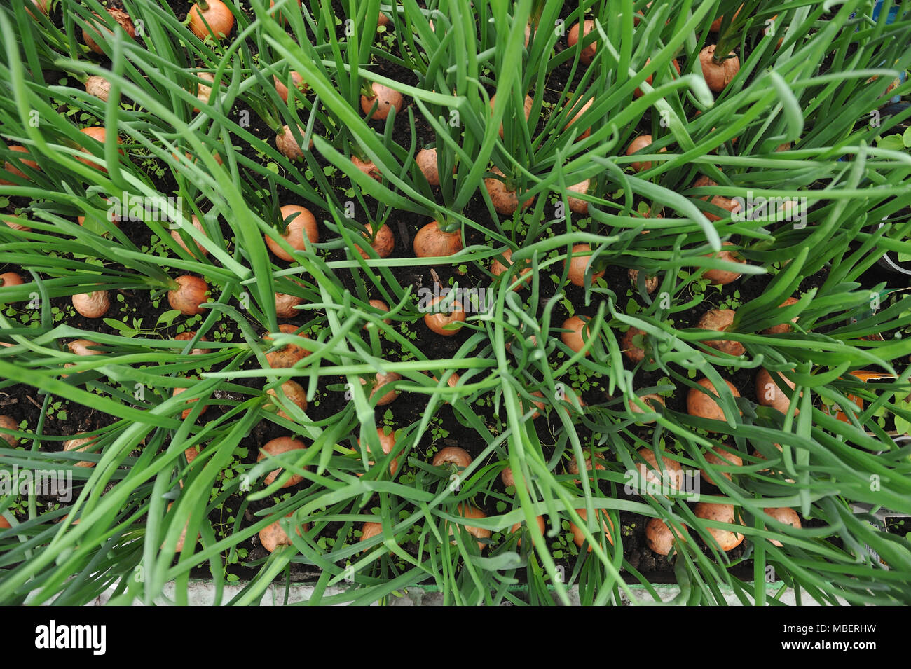 Sprouts of onion. Close up background Stock Photo - Alamy