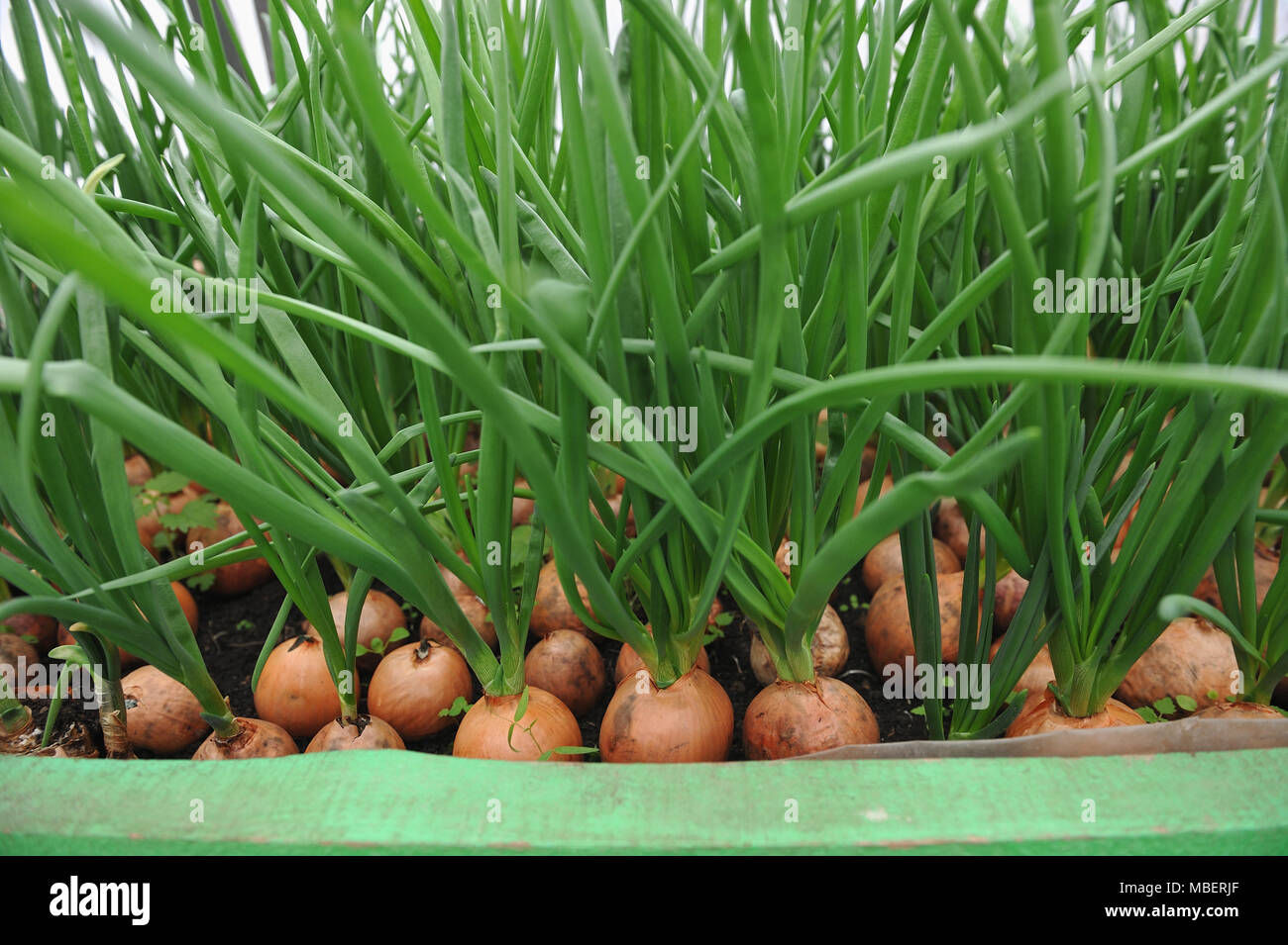 Close up onion plantation hi-res stock photography and images - Alamy