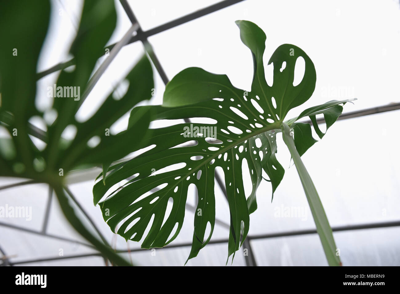 close up photography of the monstera leaves in the greenhouse Stock ...