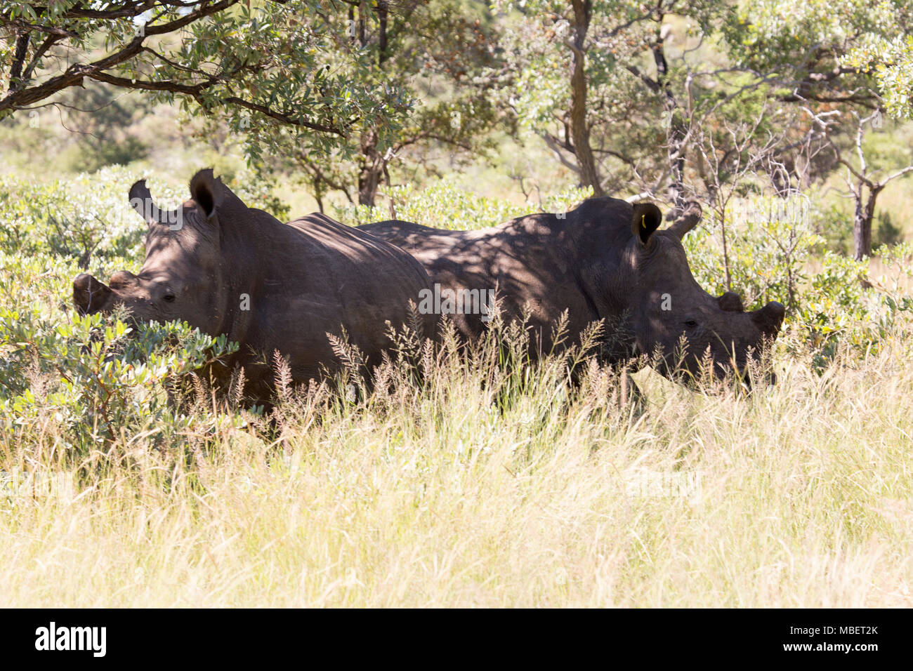 A group of white rhinos (Ceratotherium simum) under trees in Matobo ...