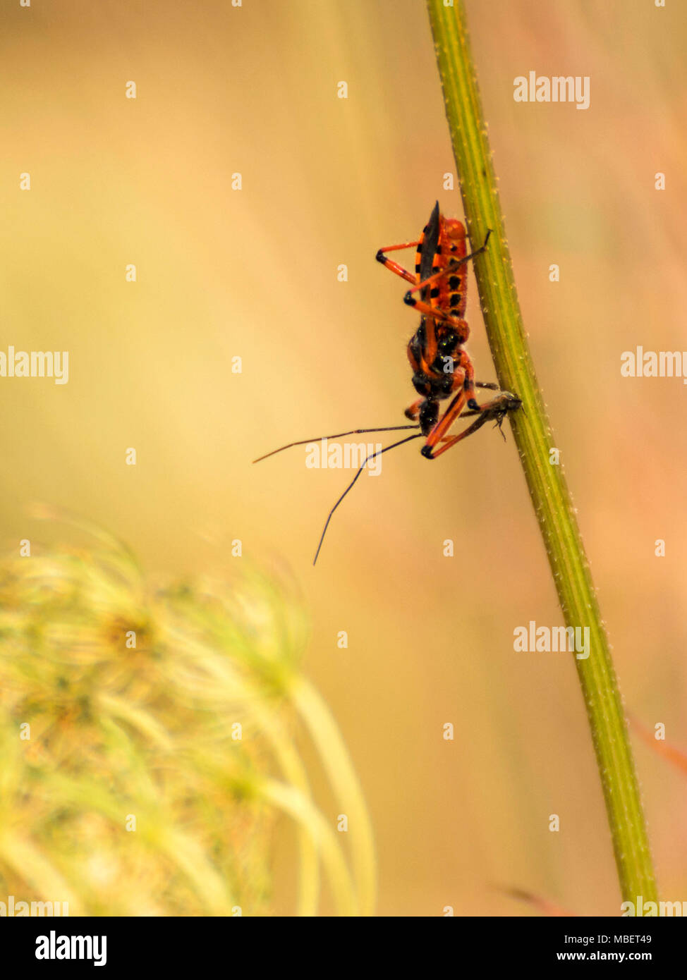Insect hunting hi-res stock photography and images - Alamy