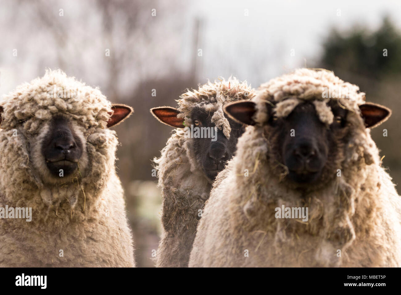 the sheep stare Stock Photo - Alamy