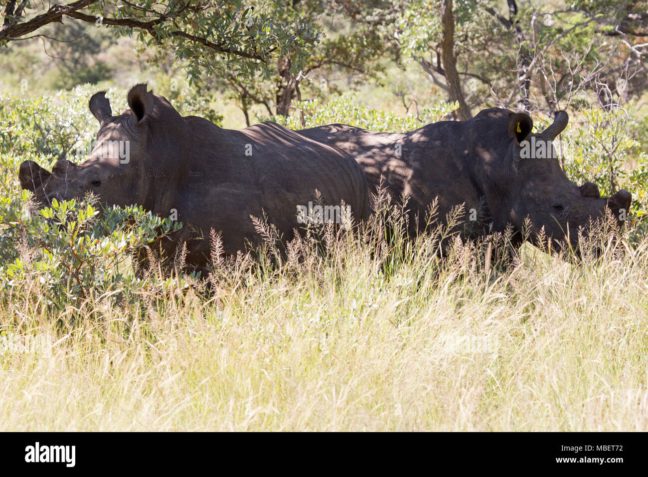 A group of white rhinos (Ceratotherium simum) under trees in Matobo ...
