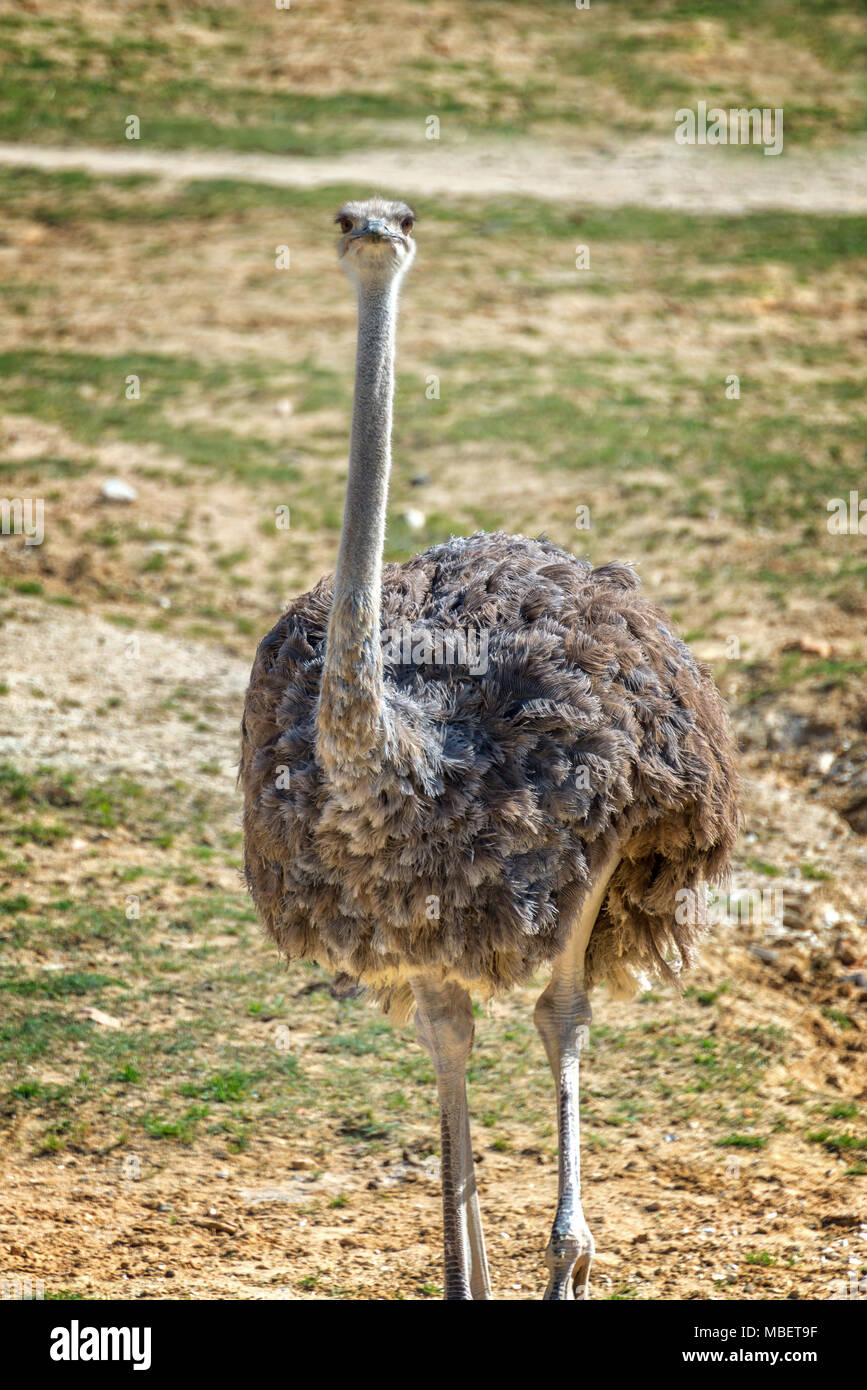 Ostrich standing hi-res stock photography and images - Alamy