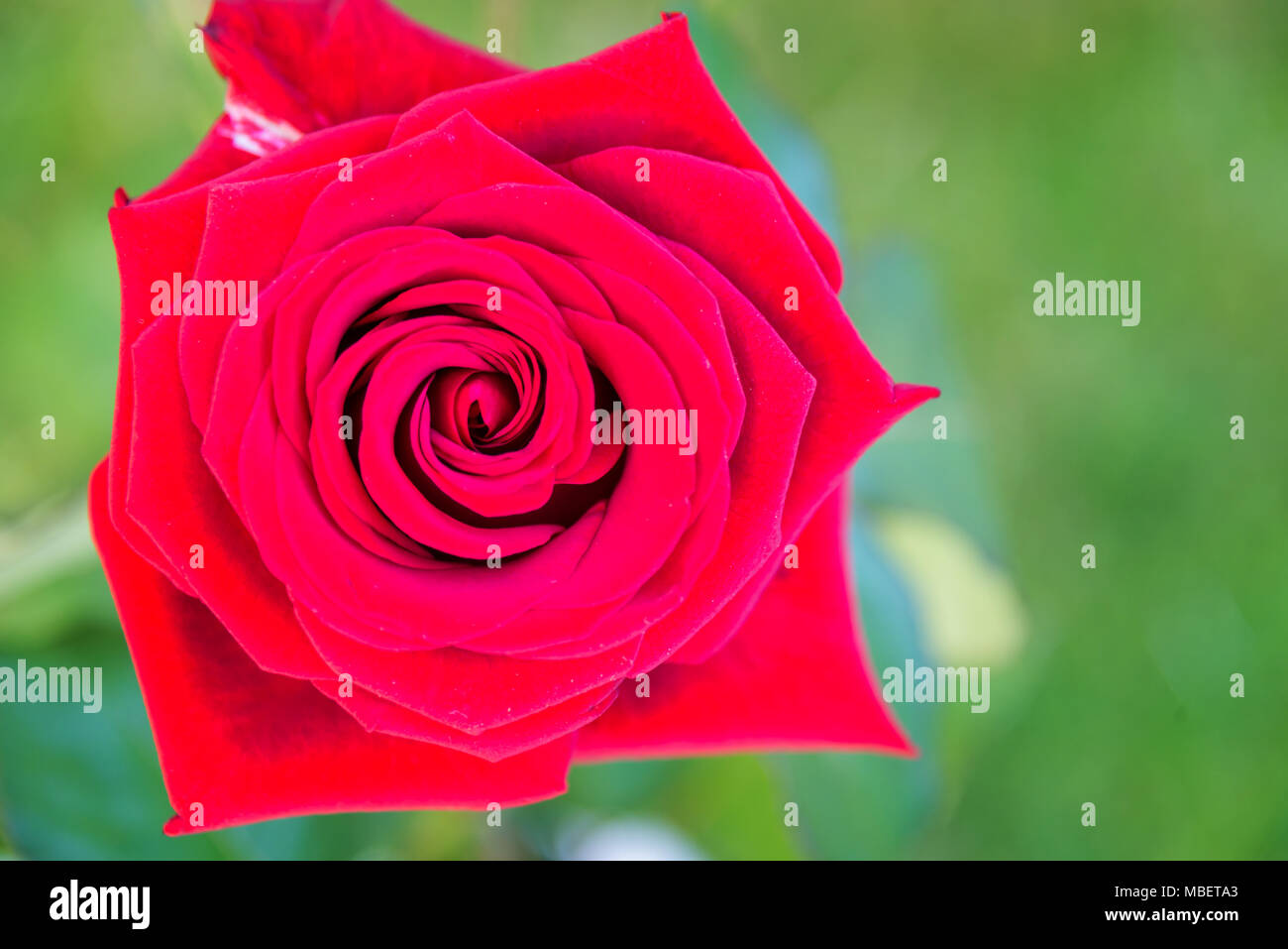 Garden red rose hi-res stock photography and images - Alamy