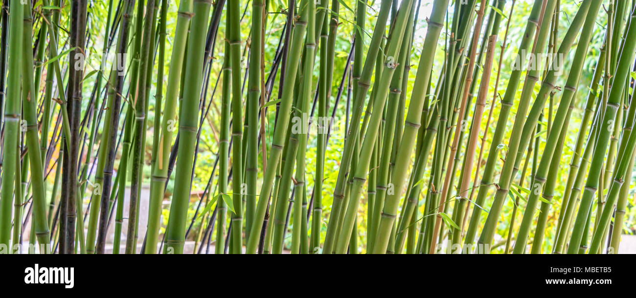 Green bamboos panoramic background Stock Photo - Alamy
