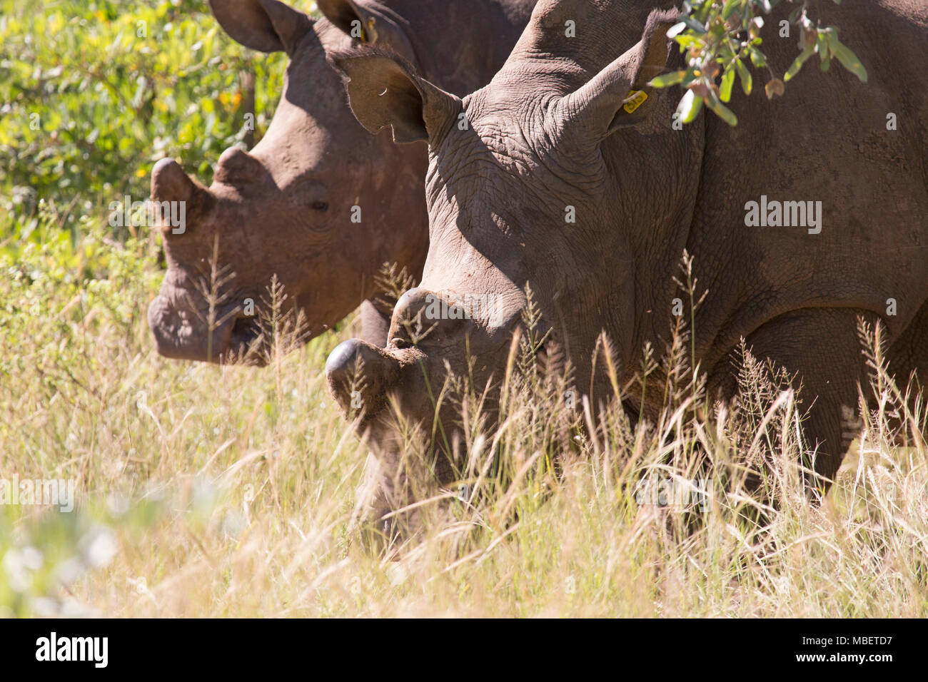 A group of white rhinos (Ceratotherium simum) under trees in Matobo ...