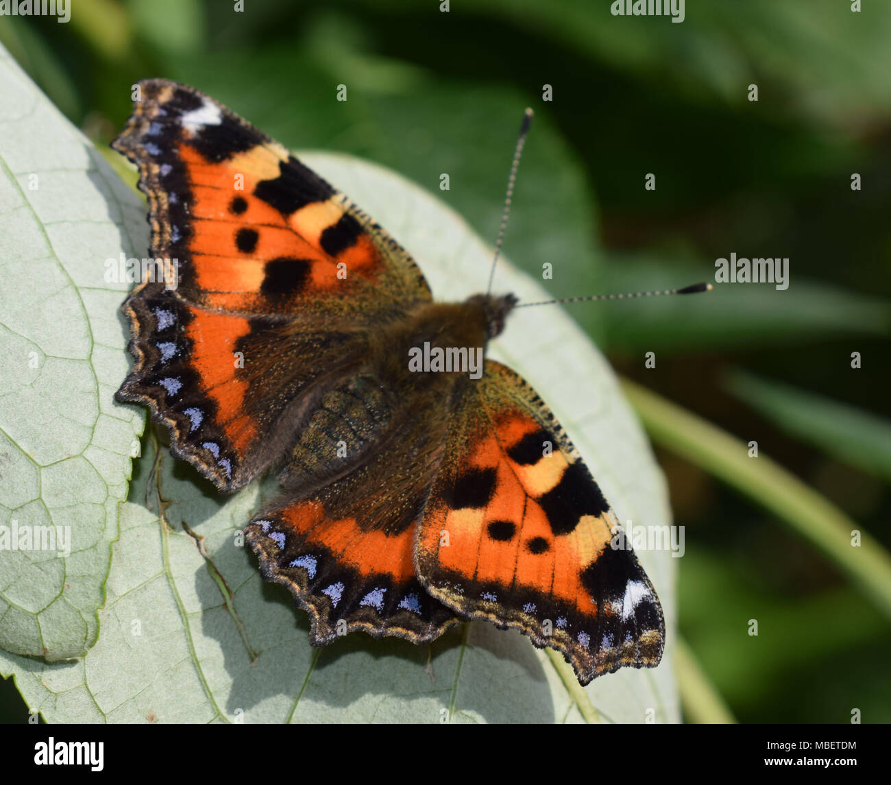 Butterfly butterfly wings hi-res stock photography and images - Alamy
