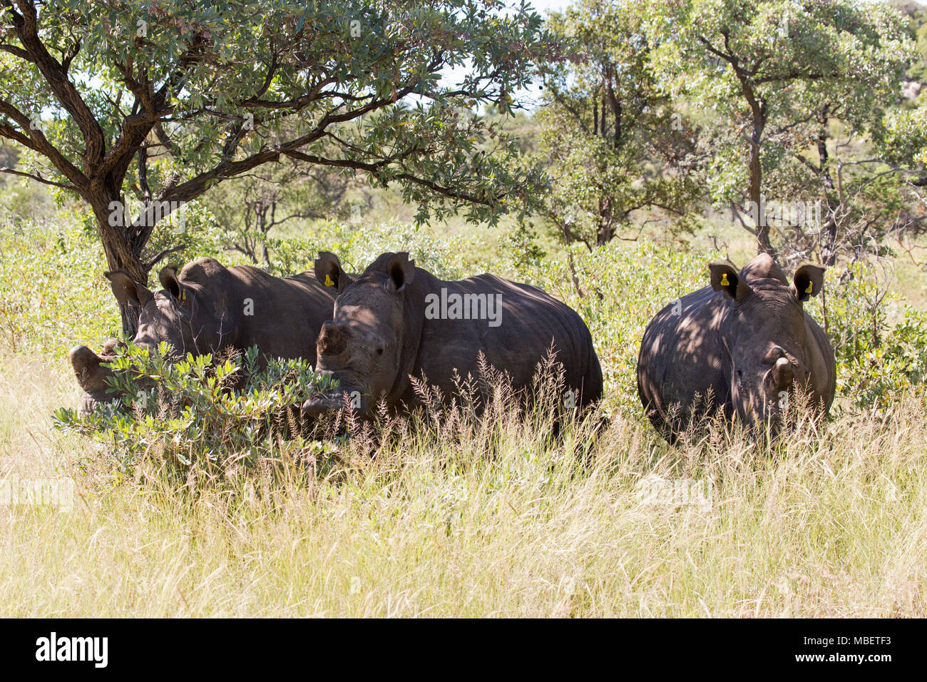 A group of white rhinos (Ceratotherium simum) under trees in Matobo ...