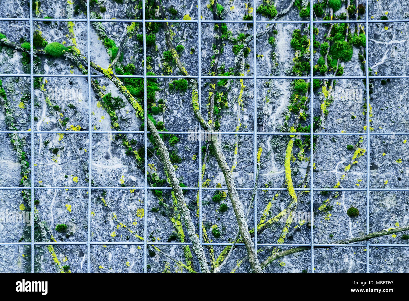 Background texture of a living tree grows on a concrete slab behind a ...