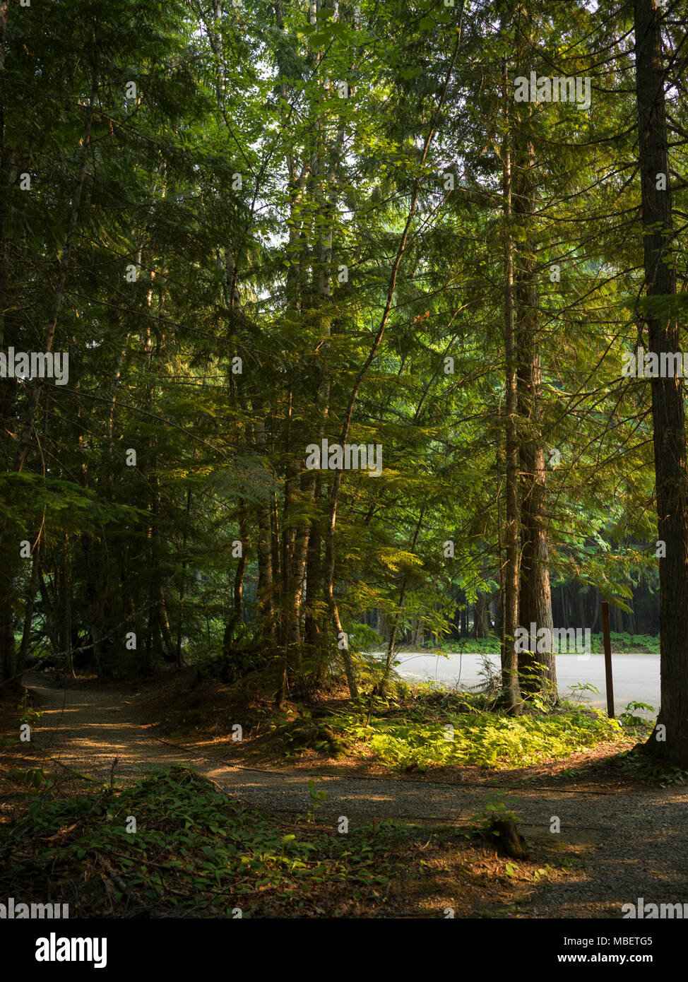 Trees in a forest, British Columbia, Canada Stock Photo - Alamy
