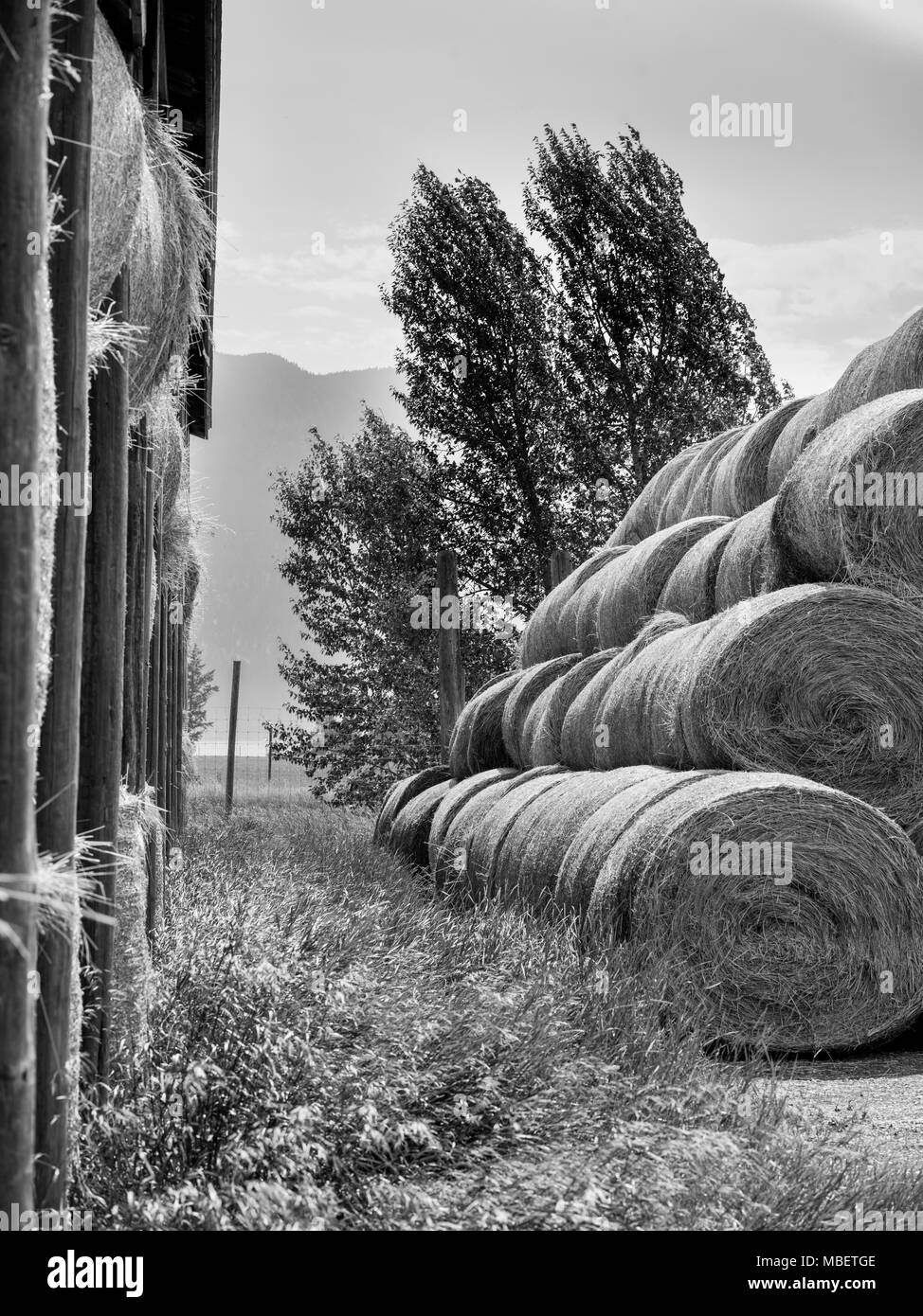 British hay bales Black and White Stock Photos & Images - Alamy