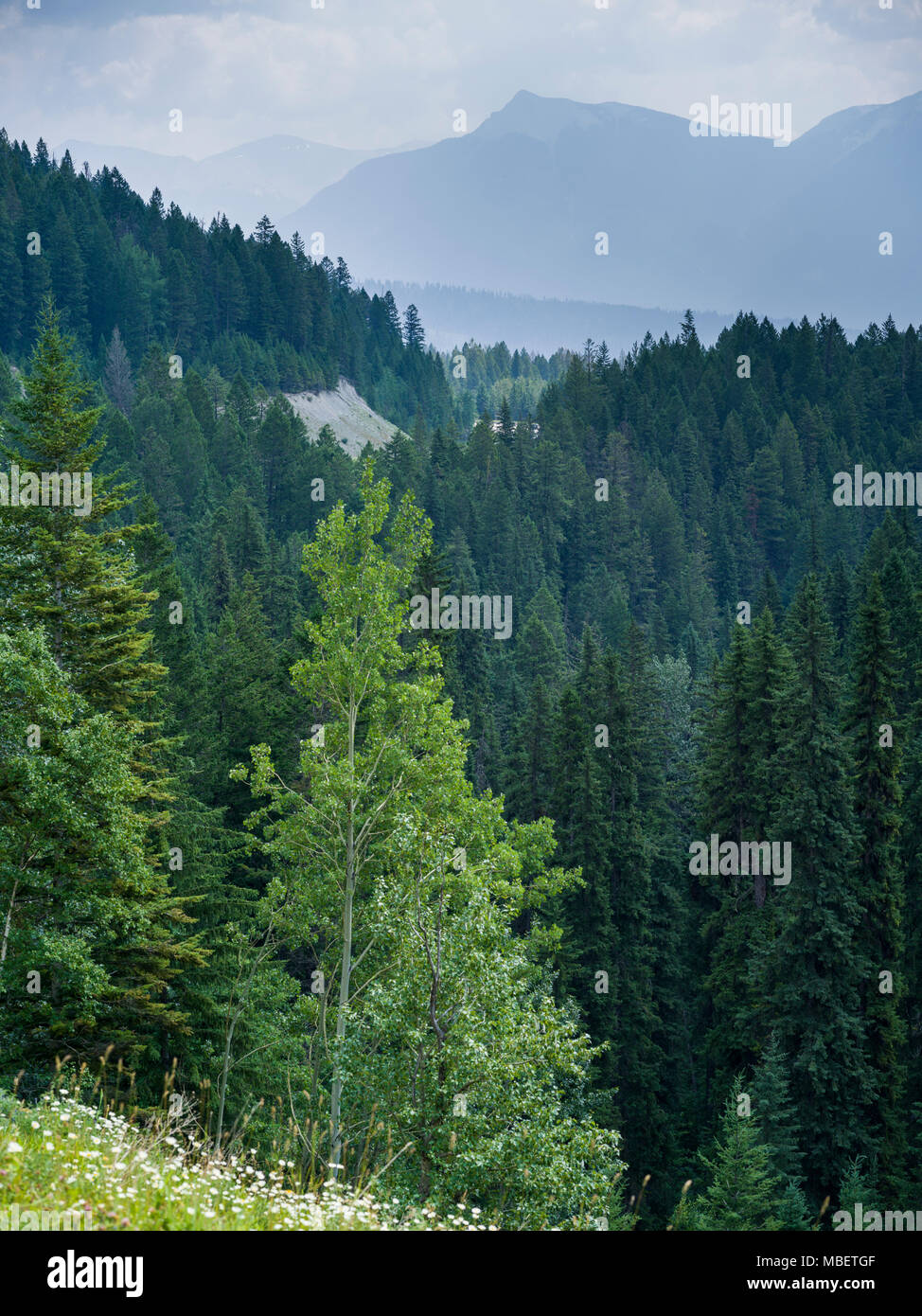Elevated view of forest, Fairmont Hot Springs, British Columbia, Canada ...
