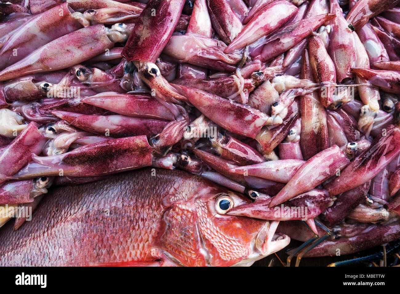 Purple ocean squid hi-res stock photography and images - Alamy