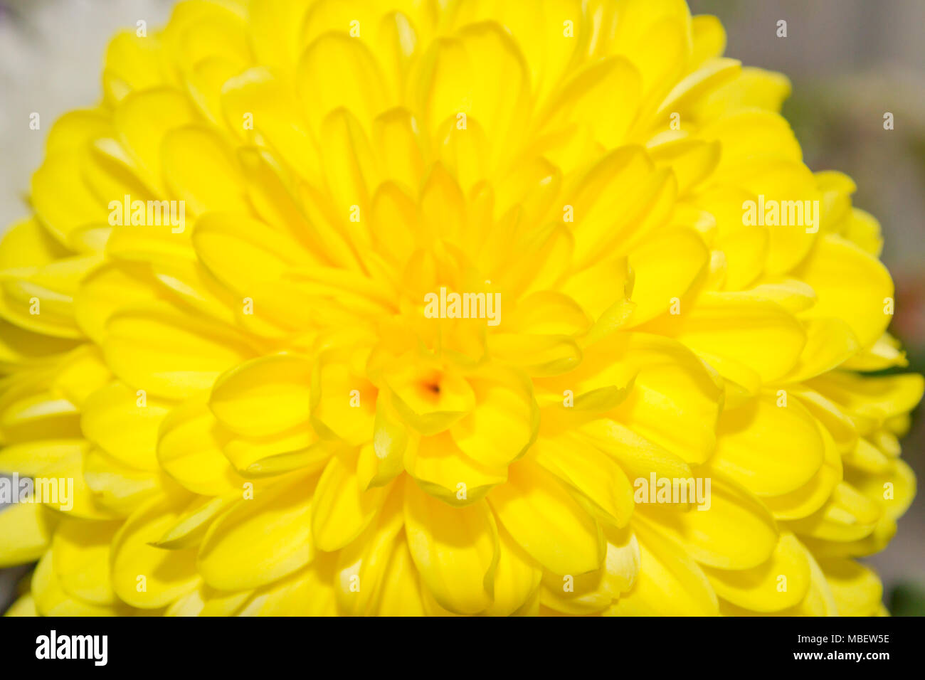 Bright yellow Sunny fluffy chrysanthemum flower in bouquet Stock Photo ...