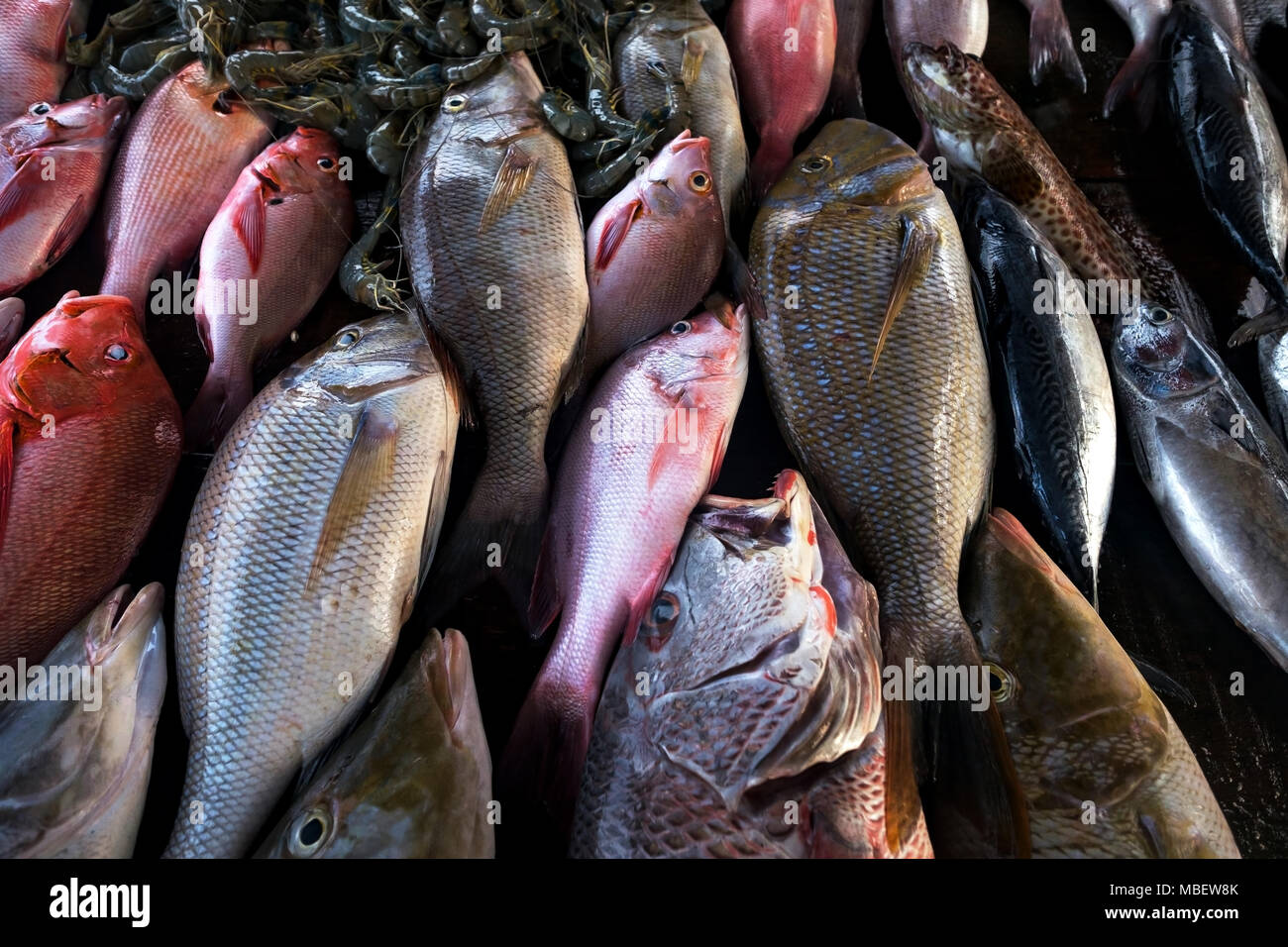 Fresh fish in the market close up Stock Photo - Alamy