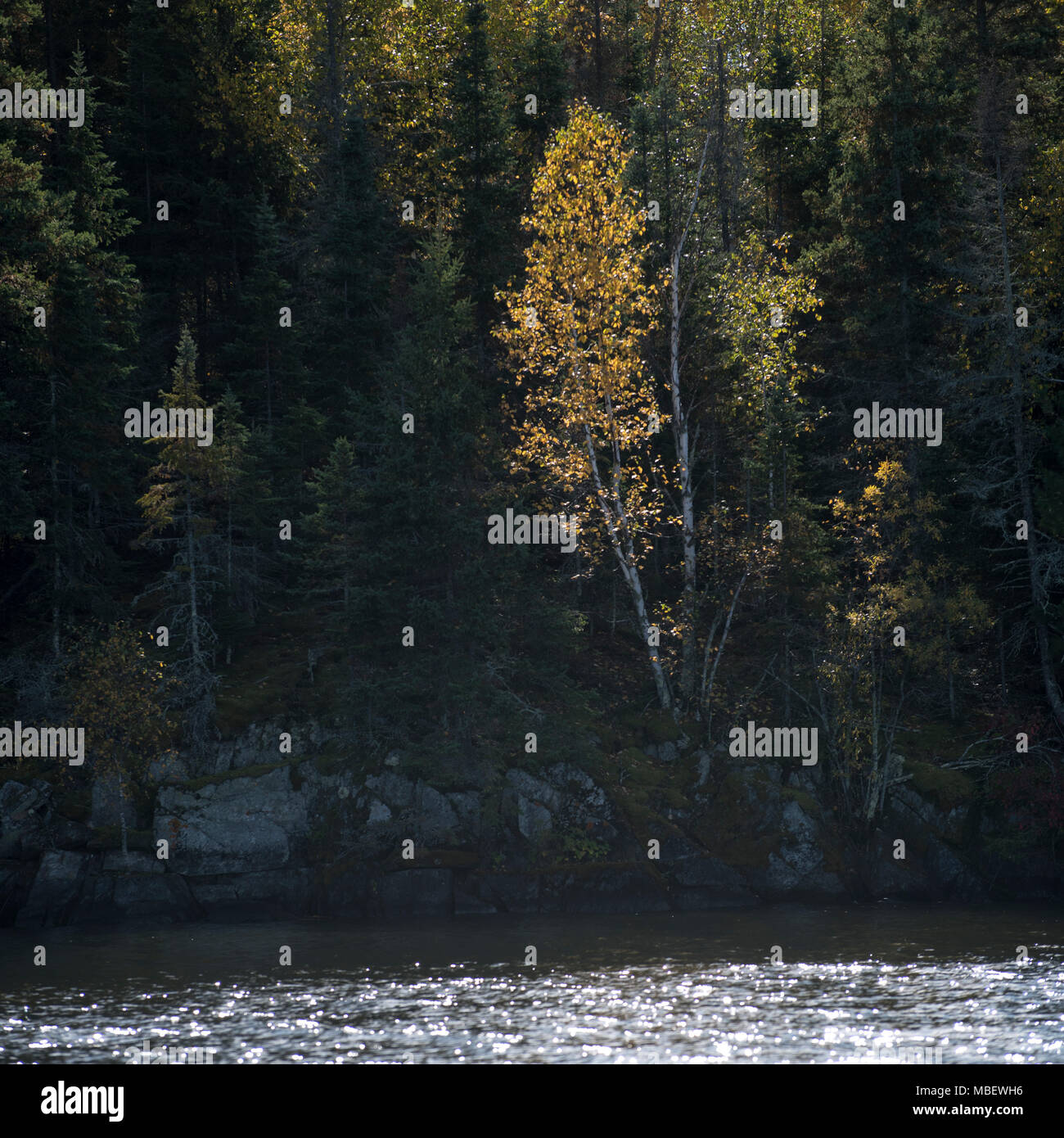 Trees in a forest at the lakeshore, Kenora, Lake of The Woods, Ontario ...