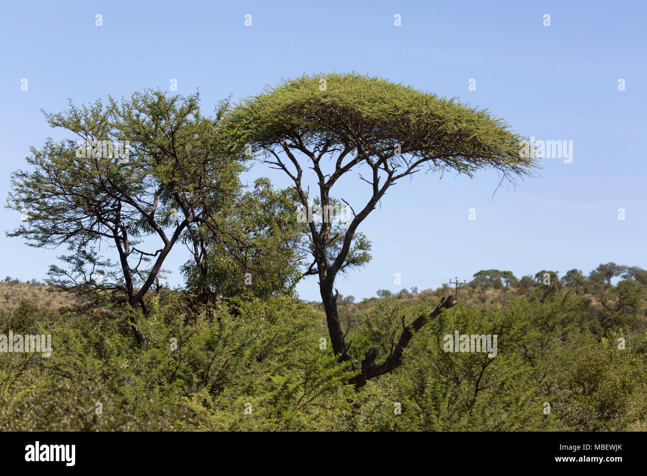 Matobo National Park in Zimbabwe Stock Photo - Alamy