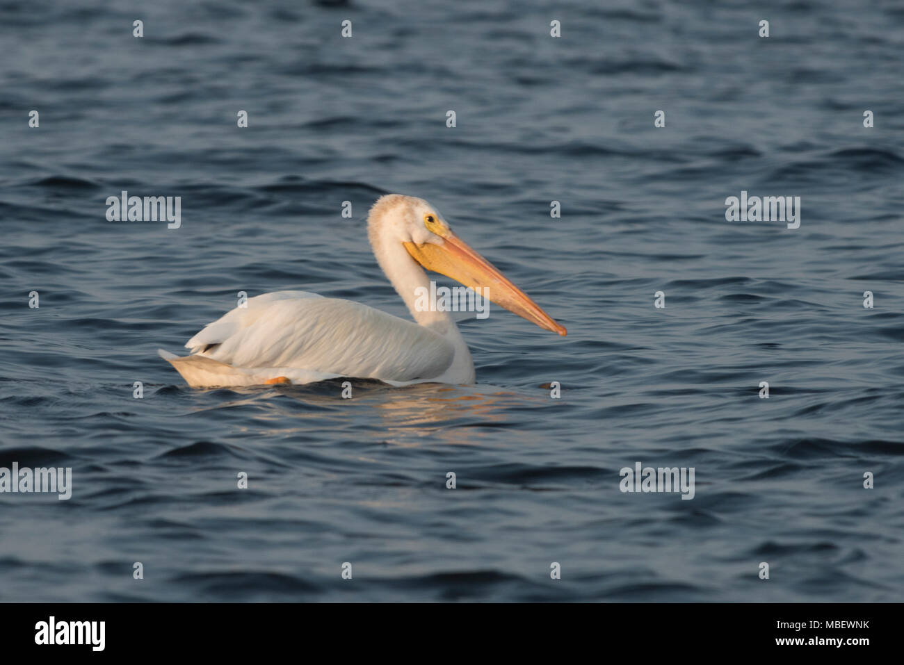 American white pelican (Pelecanus erythrorhynchos) swimming in lake ...