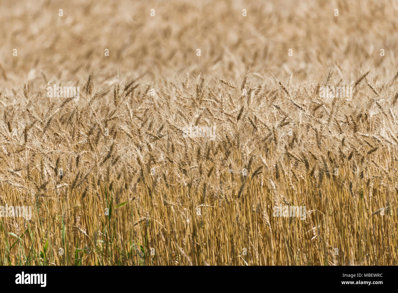 Wheat field in manitoba hi-res stock photography and images - Alamy