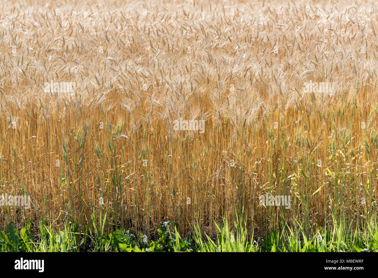 Wheat field in manitoba hi-res stock photography and images - Alamy