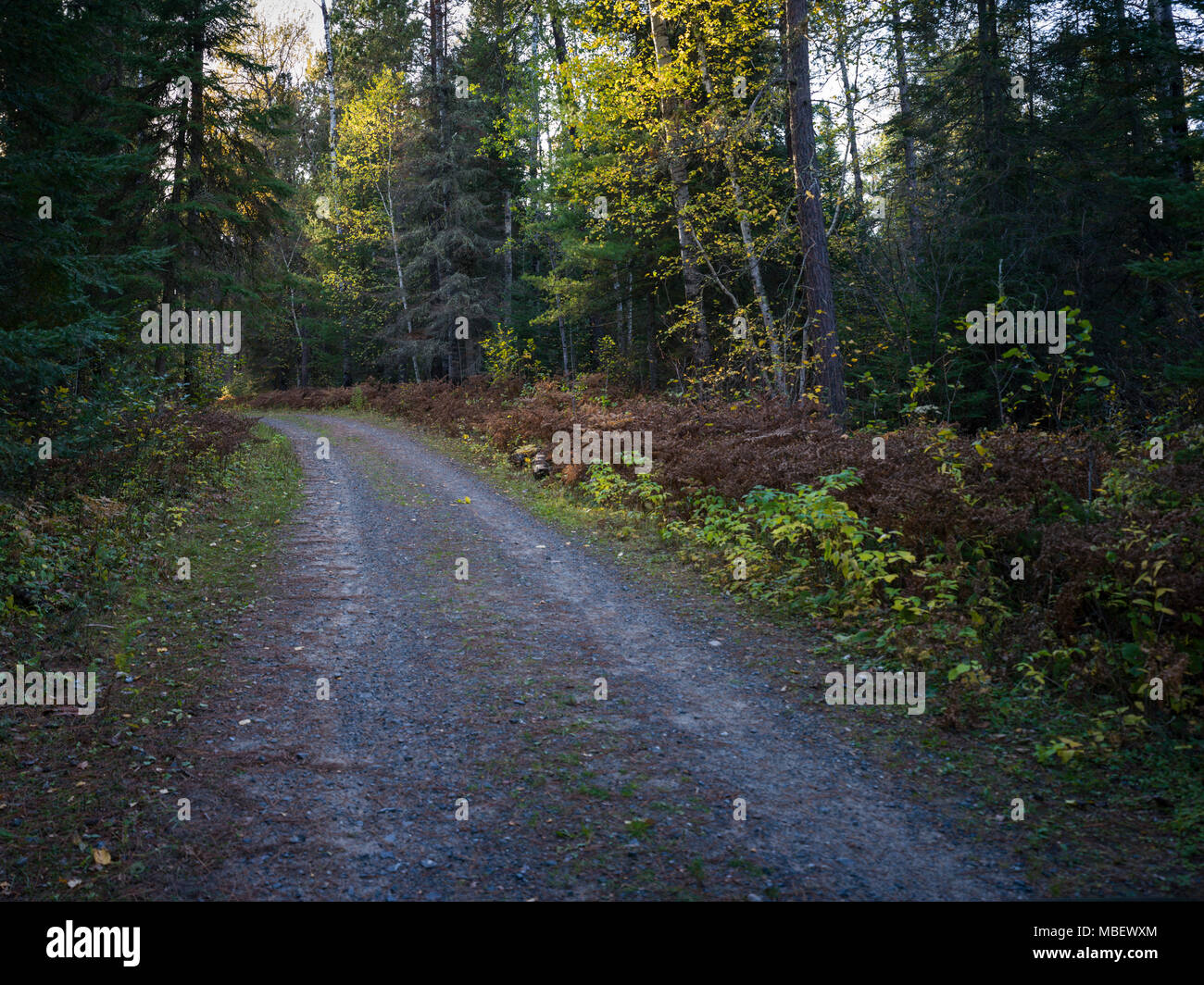 Dirt road passing through a forest, Kenora, Lake of the Woods, Ontario ...