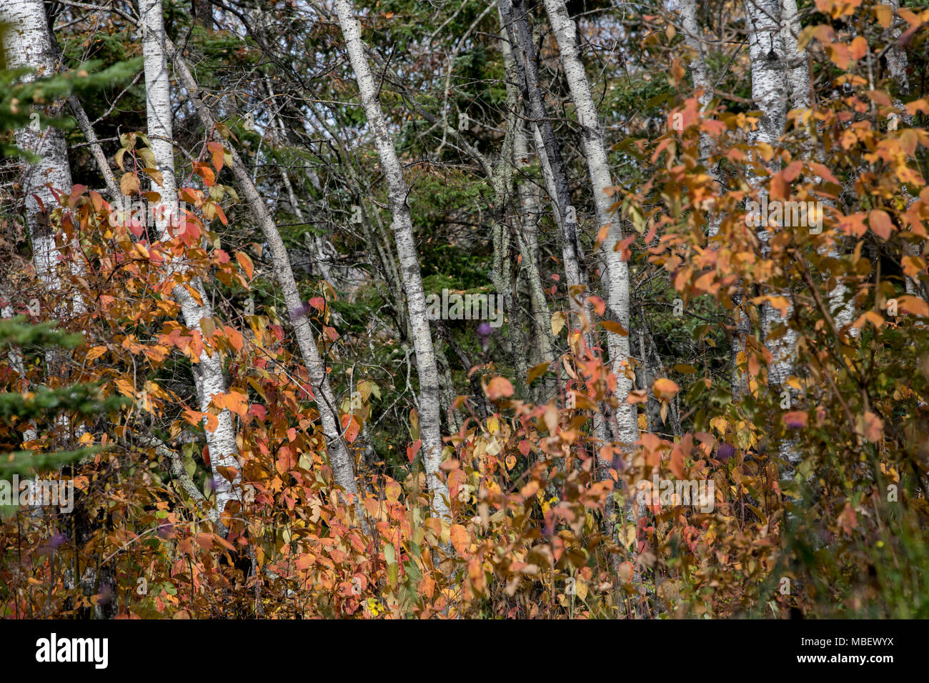 Autumn leaves on trees in a forest, Kenora, Lake of The Woods, Ontario ...