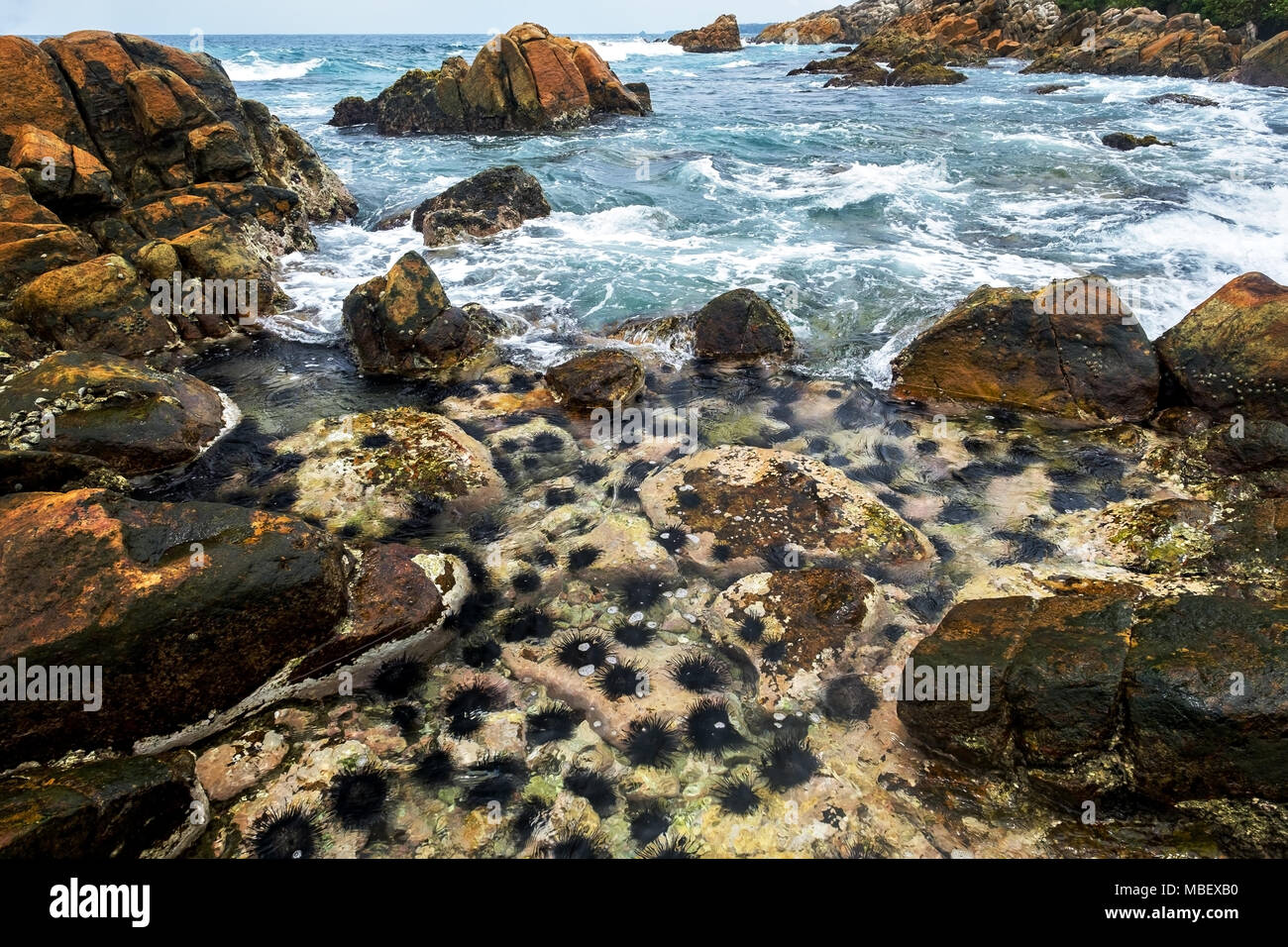 Long spines sea urchins on the rock in the sea water surface Stock ...