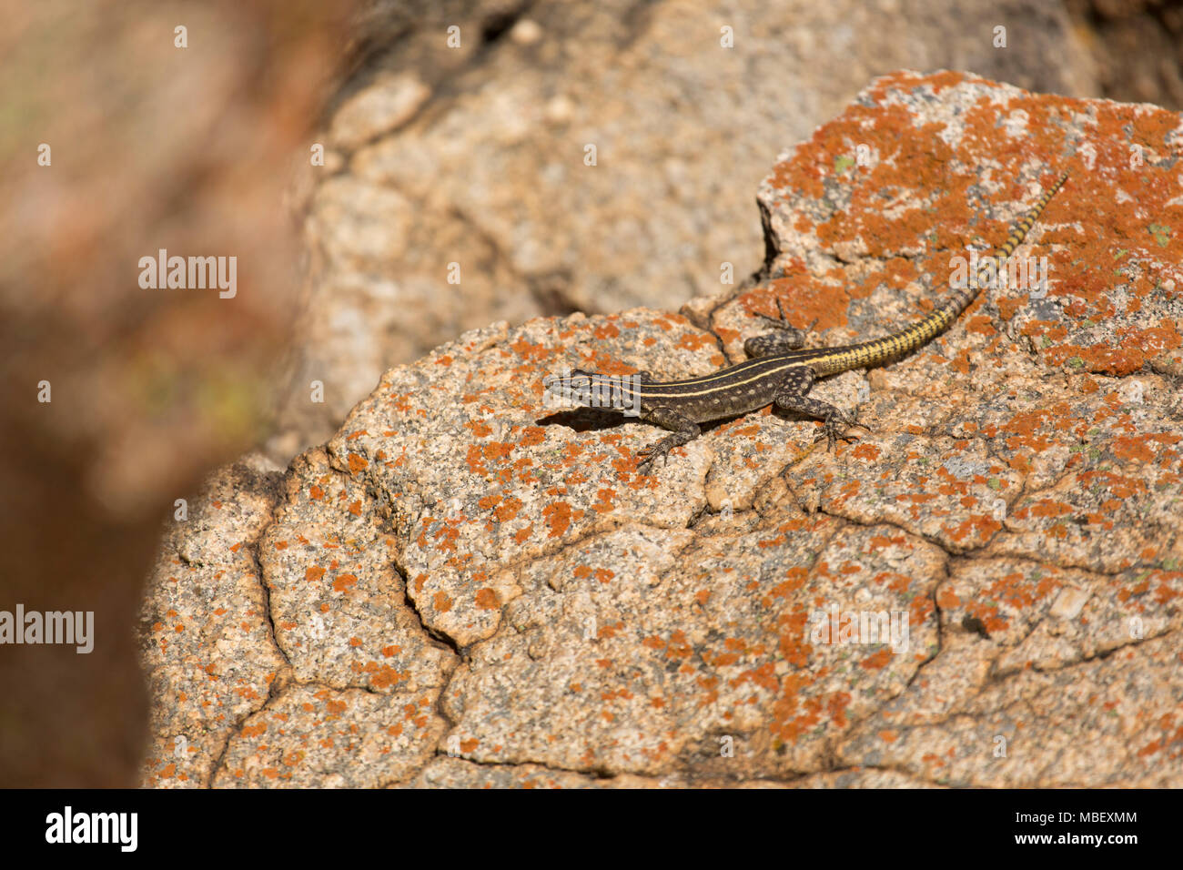 Common flat lizard (Platysaurus intermedius rhodesianus) at Matobo ...