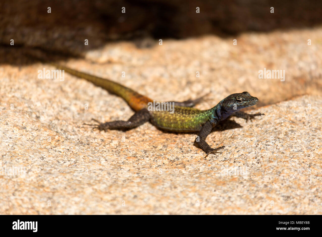 Common flat lizard (Platysaurus intermedius rhodesianus) at Matobo ...