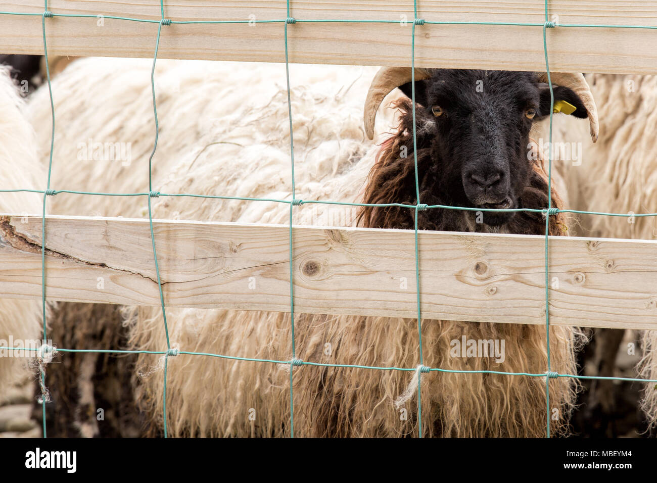 Sheep looking through a fence hi-res stock photography and images - Alamy