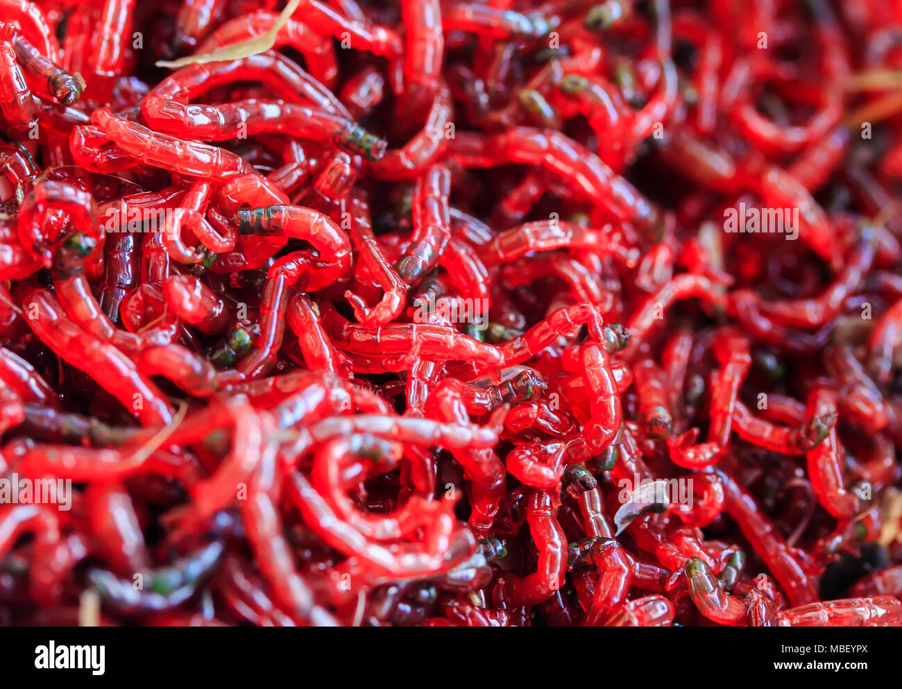 background of very many small slippery nasty red mosquito larvae moths ...