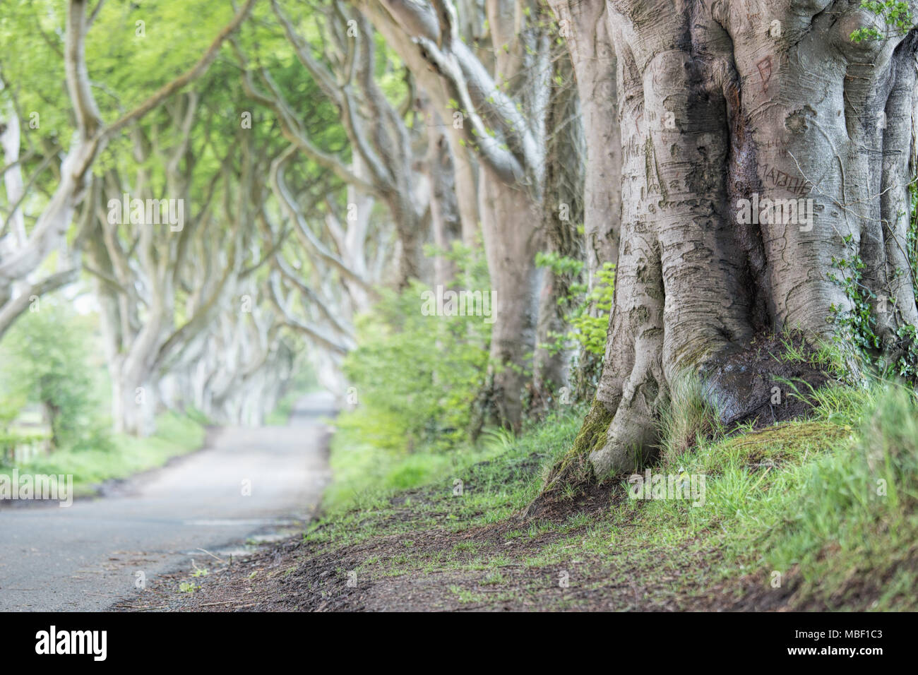 Avenue of beech trees known as the Dark Hedges in Northern Ireland ...
