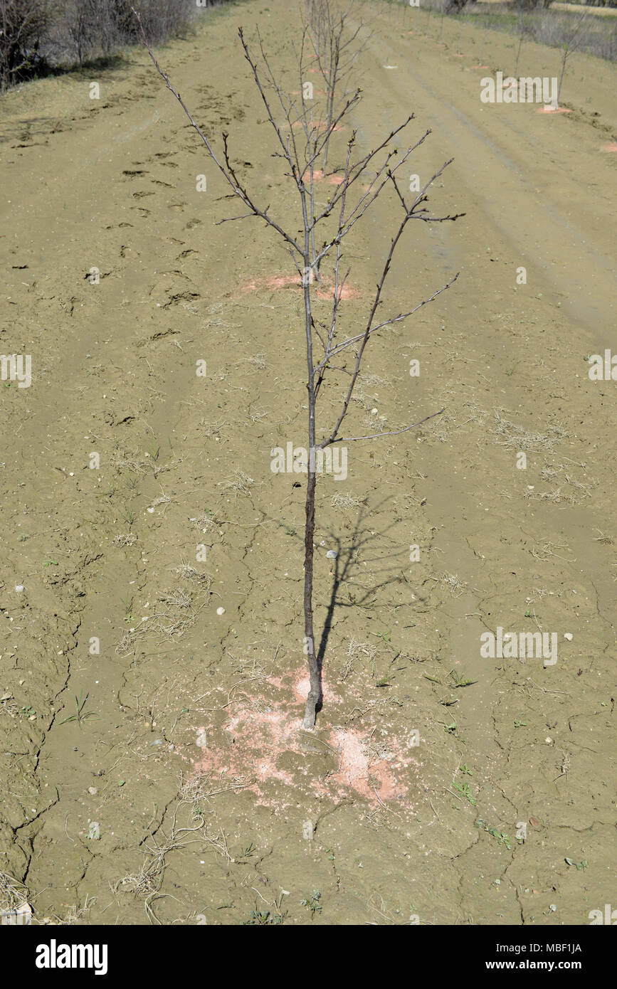 fertilization of a fresh planted young fruit tree,image Stock Photo - Alamy