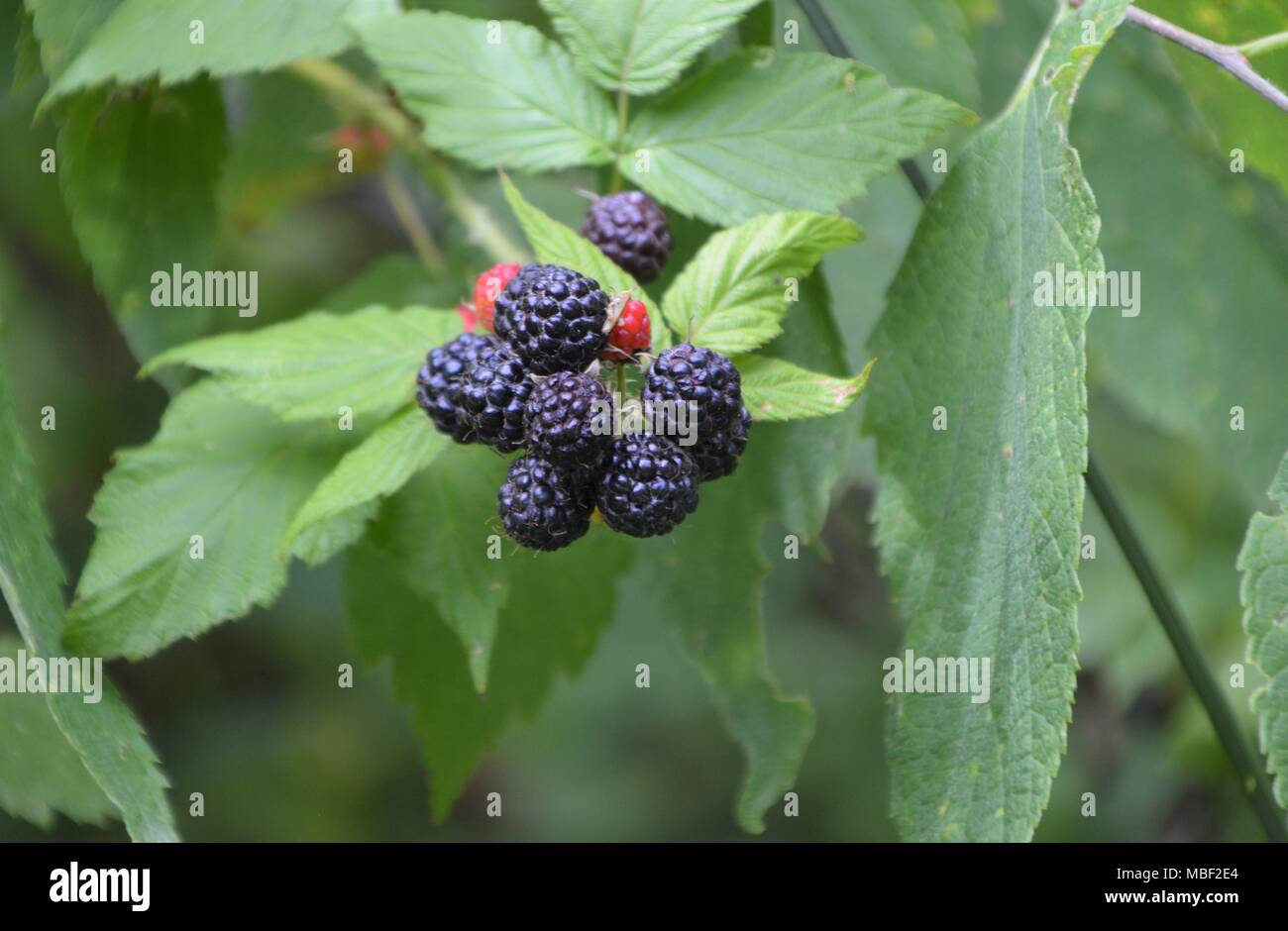 Wild black raspberries ripening in the summer sun in southeast Iowa ...