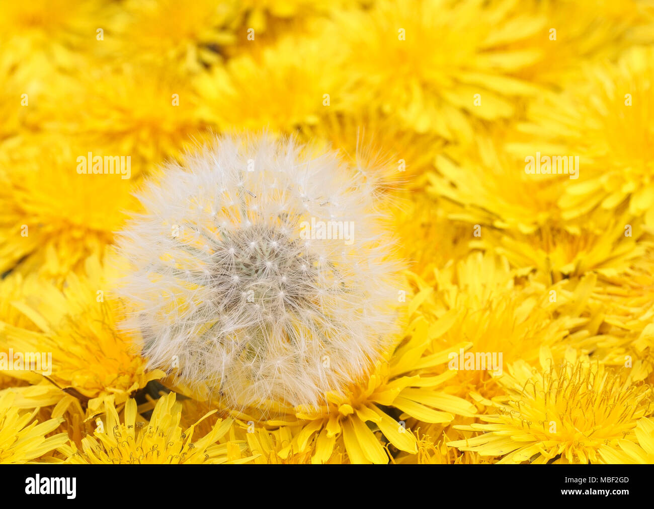 white fluffy ball with seeds lies on a beautiful natural background of ...