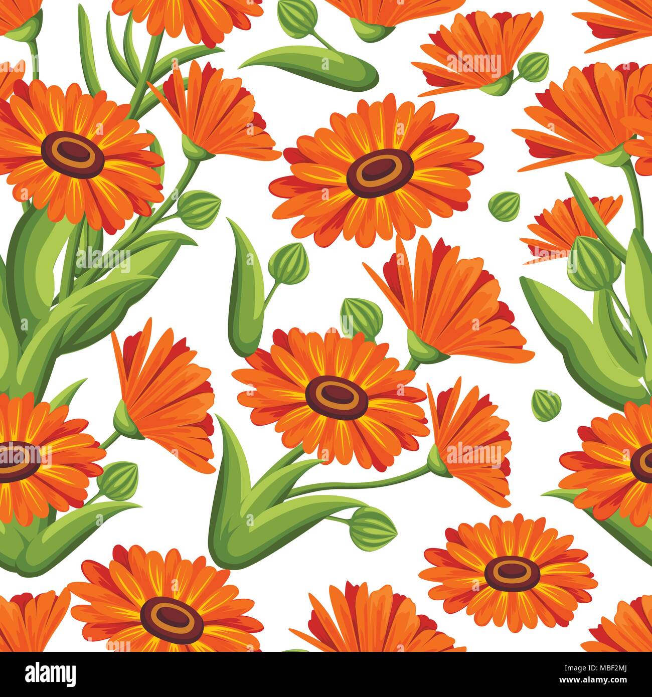 Seamless pattern. Vector illustration calendula flowers on white ...