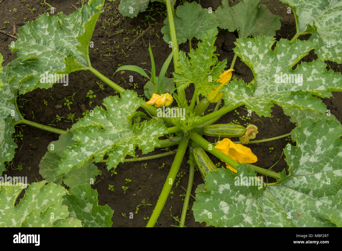 Zucchini plant and flower, green young vegetable, Bush in the garden ...