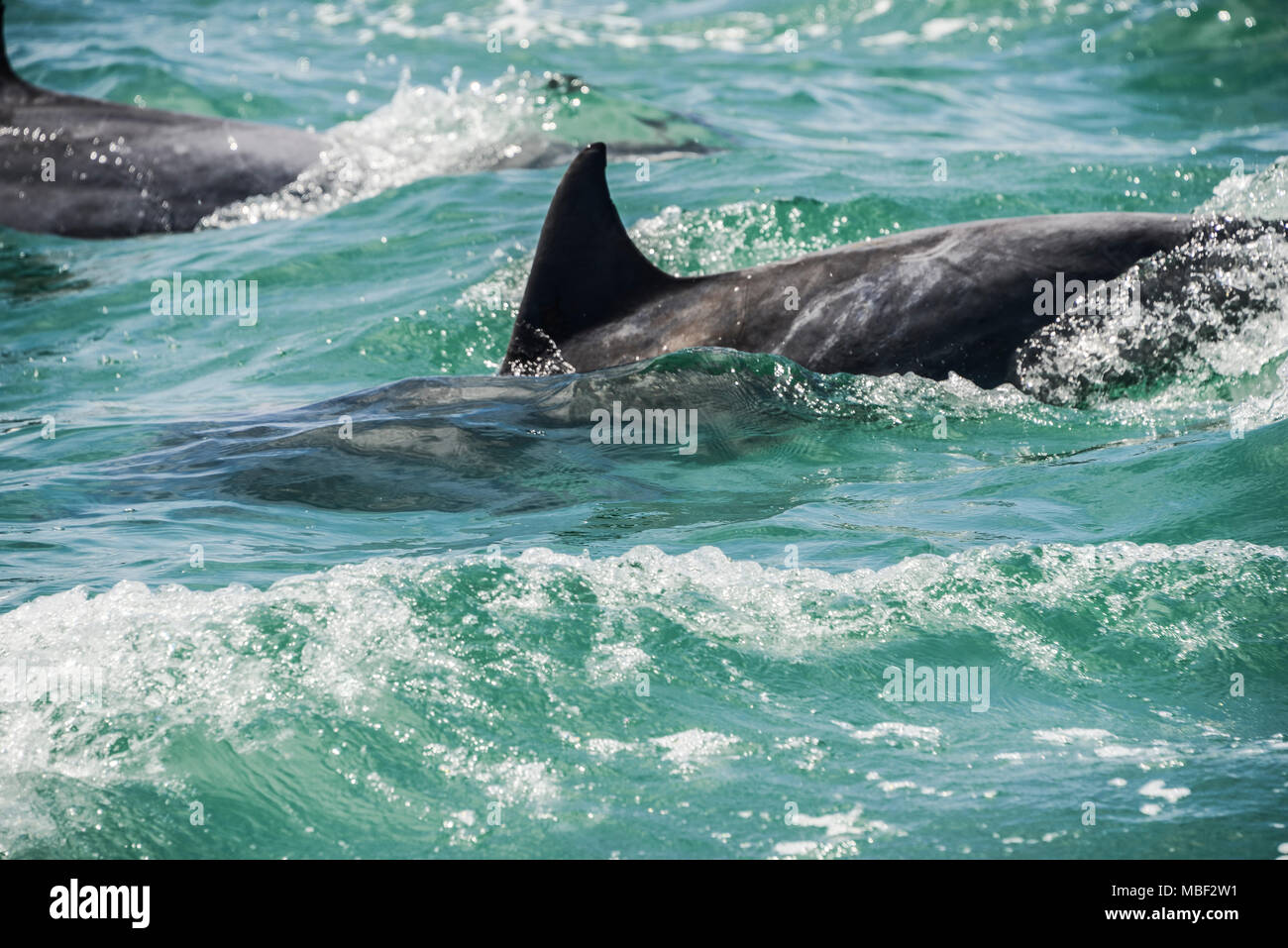 Indo-Pacific bottlenose dolphin (Tursiops aduncus Stock Photo - Alamy