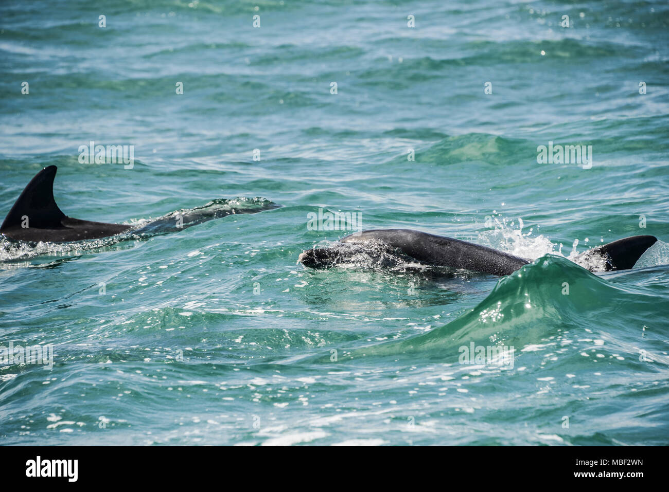 Indo-Pacific bottlenose dolphin (Tursiops aduncus Stock Photo - Alamy