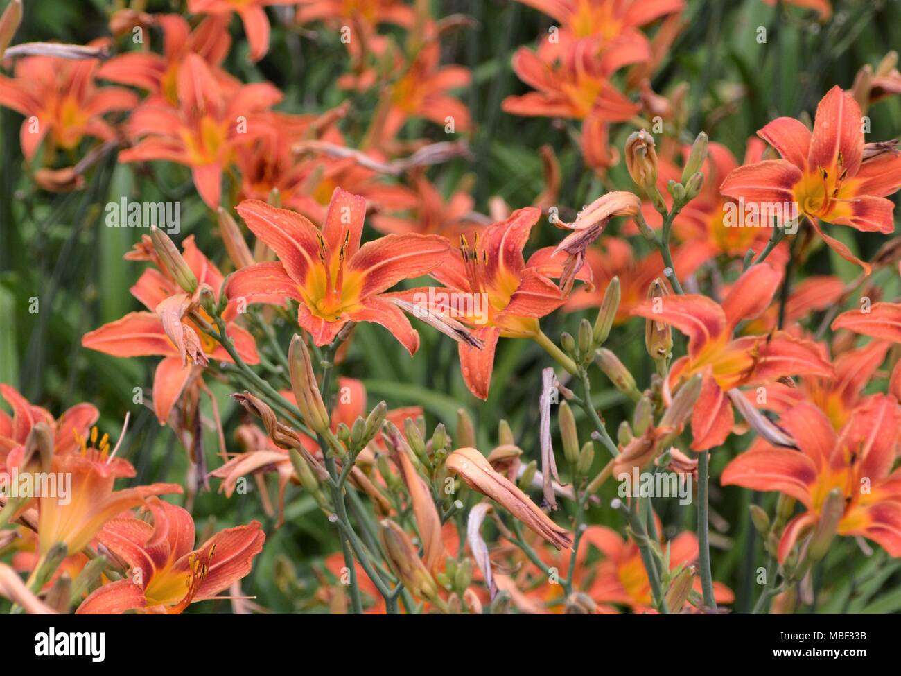 Wild tiger lilies after a rainfall on a farm in southeast Iowa Stock ...