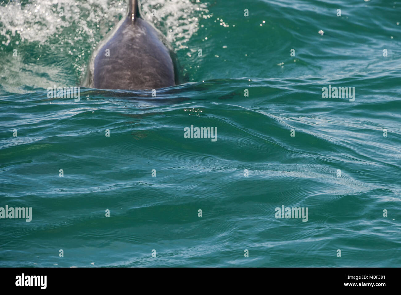 Indo-Pacific bottlenose dolphin (Tursiops aduncus Stock Photo - Alamy